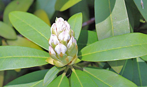 May Flower Challenge - Day 9, Rhododendron - The Red Painted Cottage